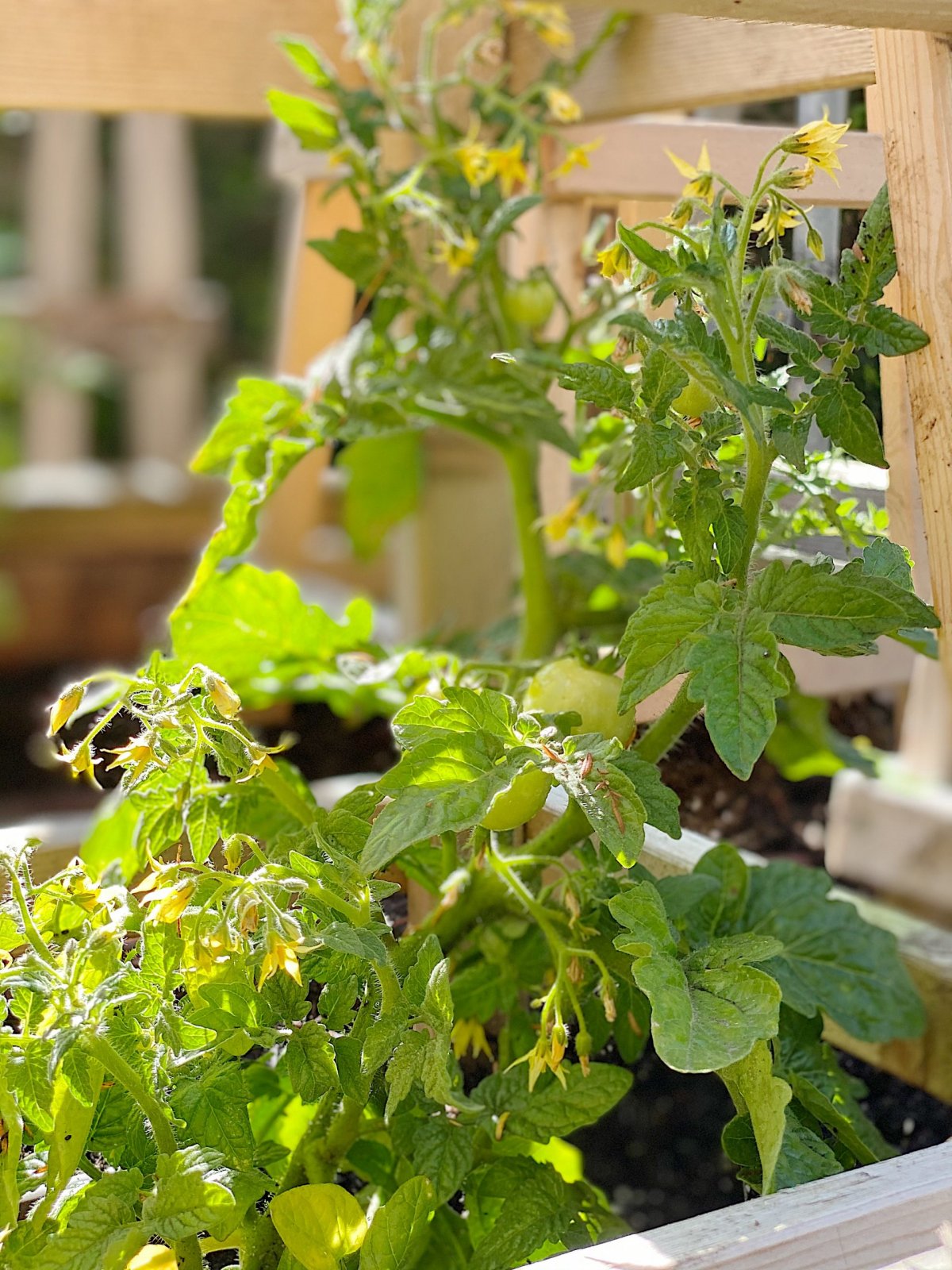 How to Grow Tomatoes at Home - MY 100 YEAR OLD HOME