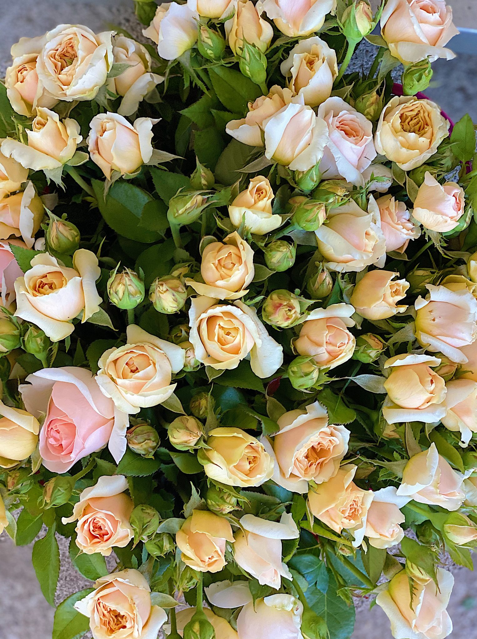 The Best Roses for Mother's Day - MY 100 YEAR OLD HOME