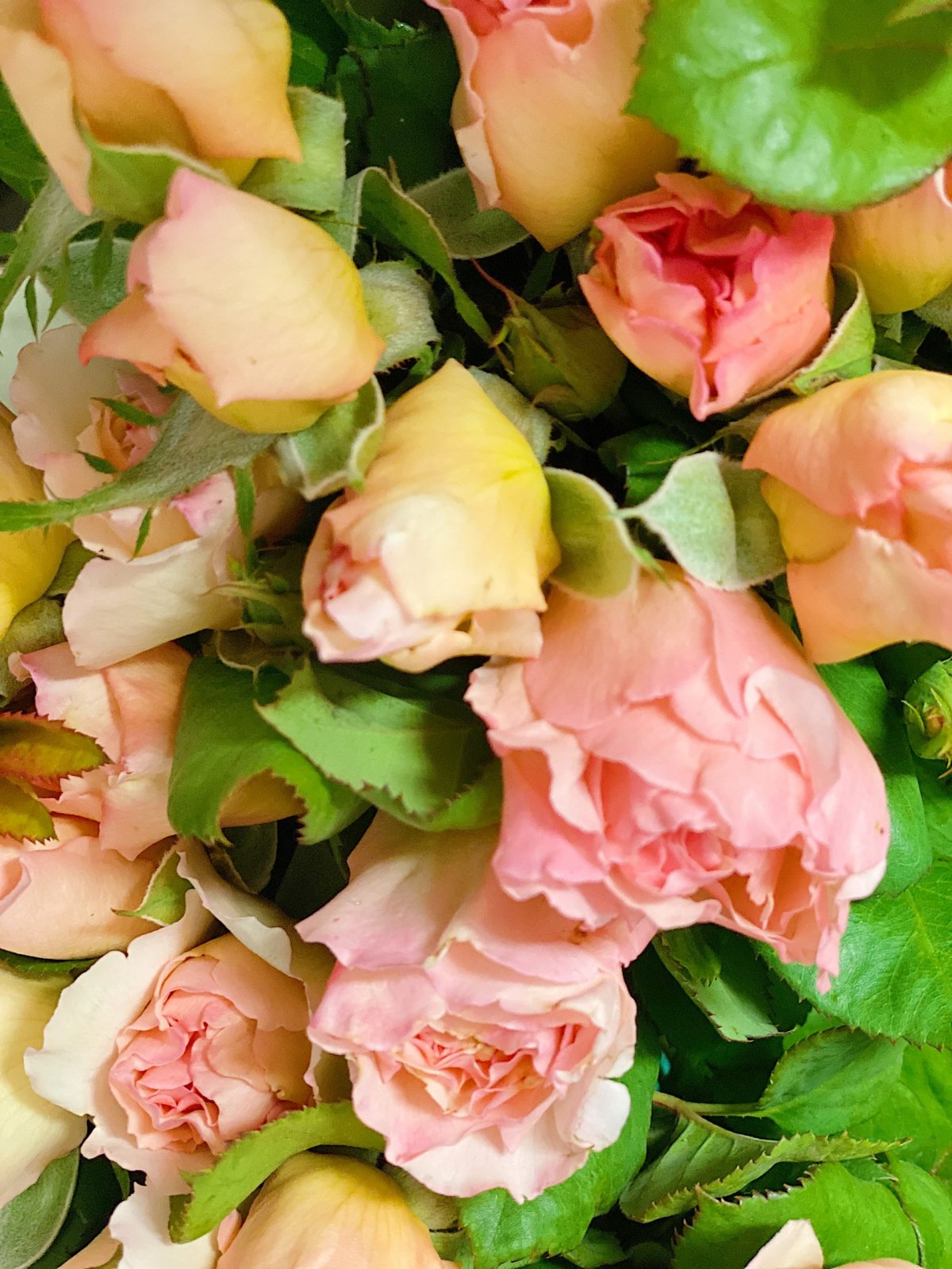 The Best Roses for Mother's Day - MY 100 YEAR OLD HOME