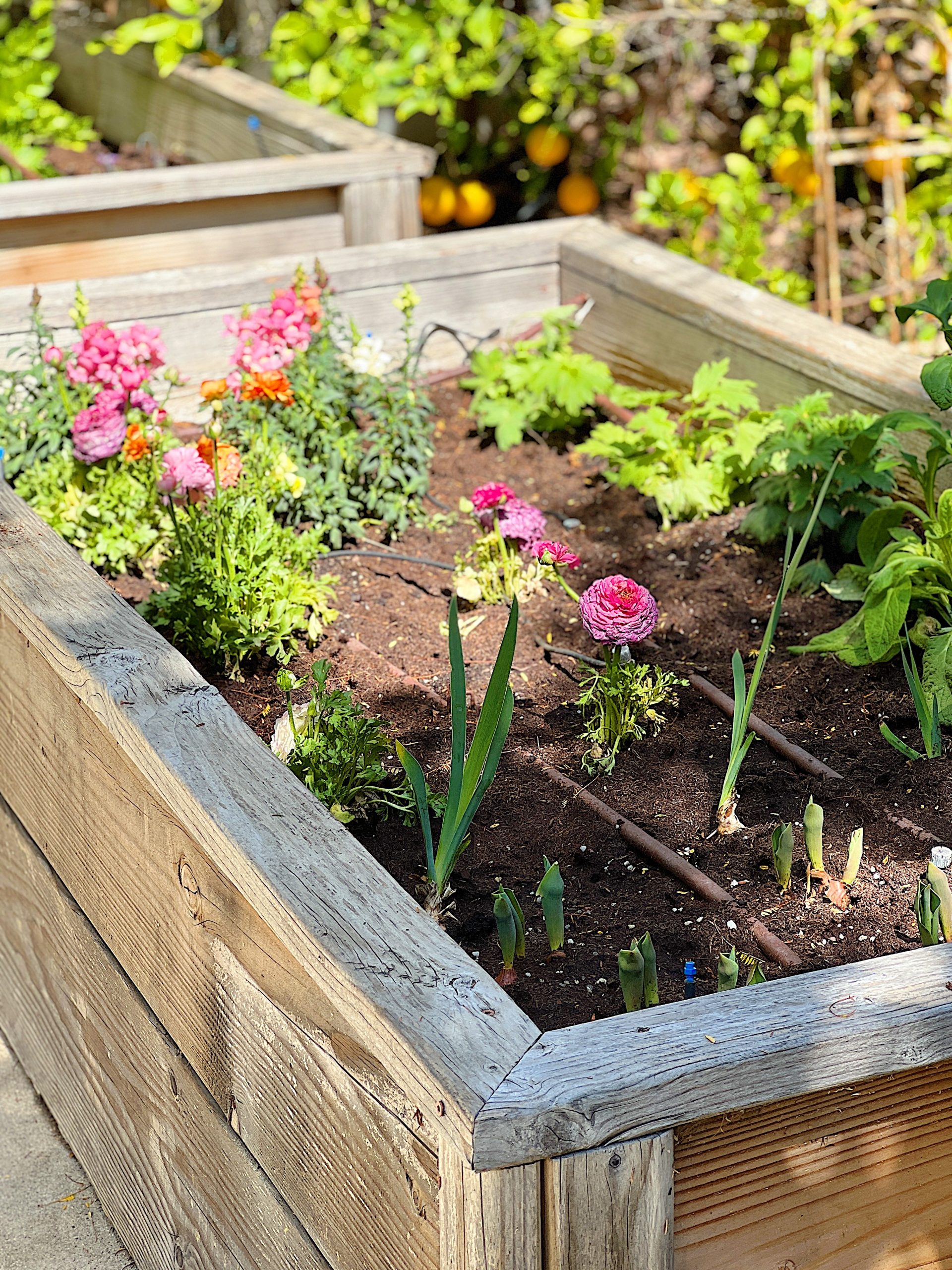 A New Way to Plant a Spring Garden - MY 100 YEAR OLD HOME