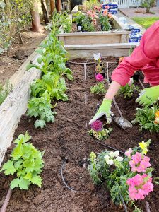 A New Way to Plant a Spring Garden - MY 100 YEAR OLD HOME