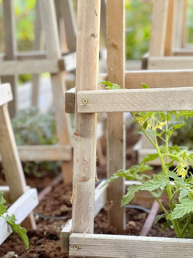How to Grow the Best Tomato Plants Ever - MY 100 YEAR OLD HOME