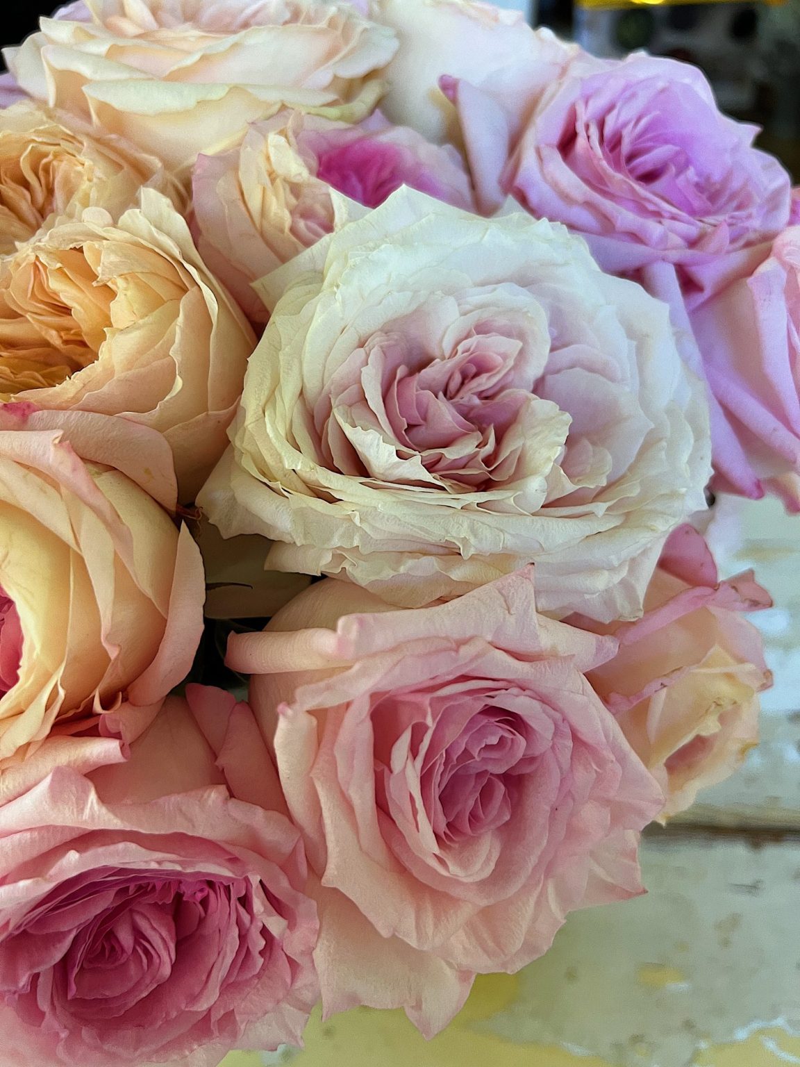 Spoil Yourself With Heirloom Roses - MY 100 YEAR OLD HOME