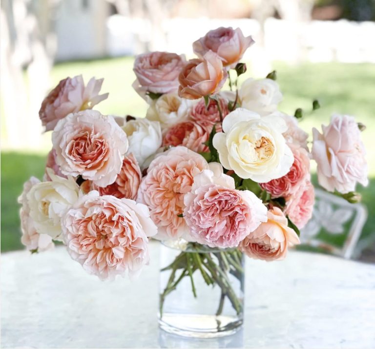 Spoil Yourself With Heirloom Roses - MY 100 YEAR OLD HOME