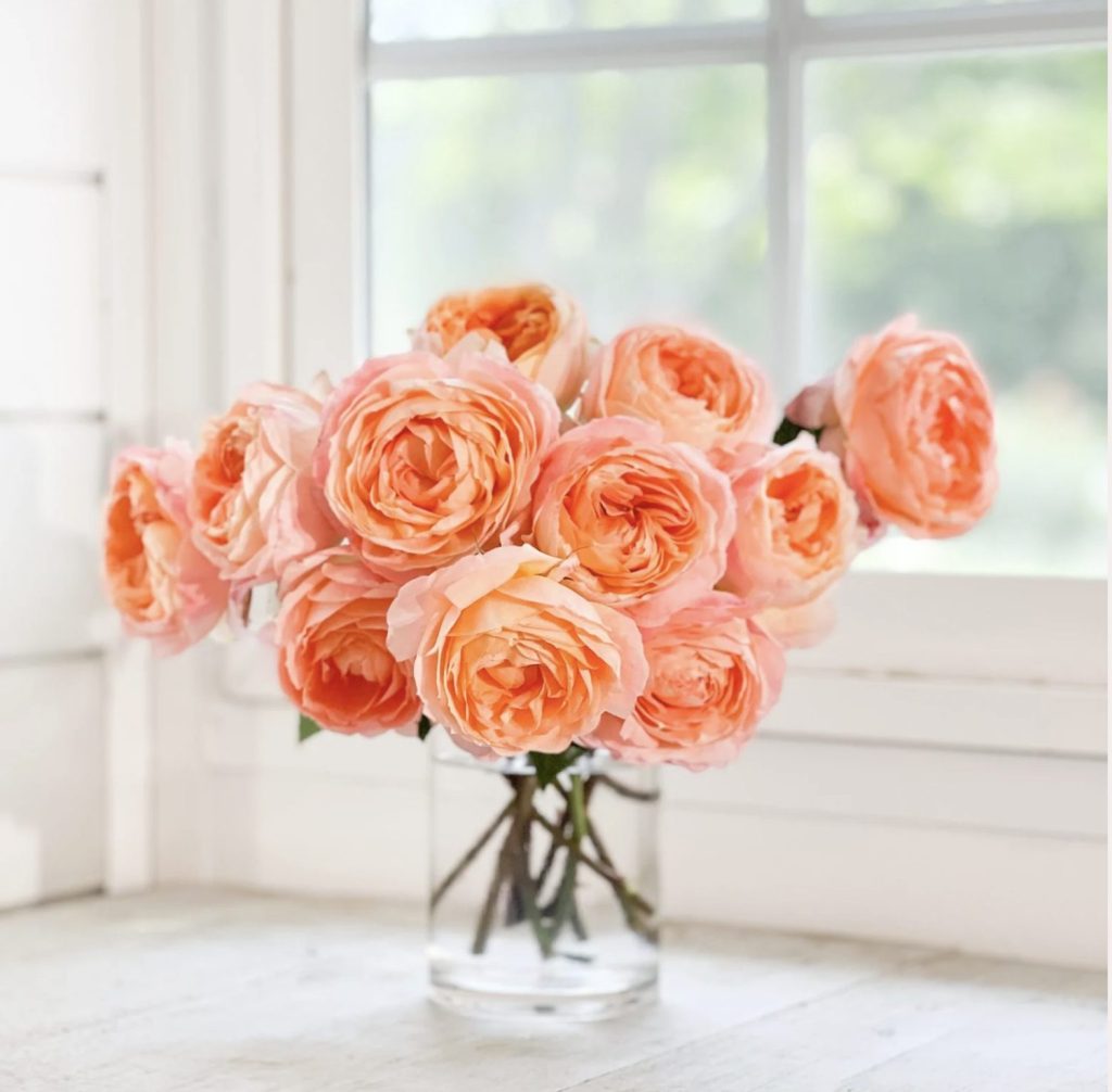 Spoil Yourself With Heirloom Roses - MY 100 YEAR OLD HOME