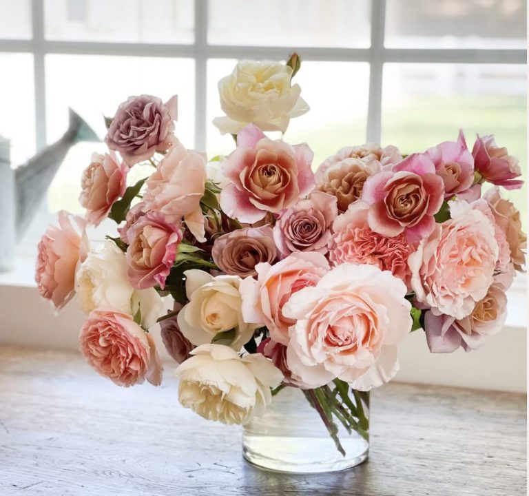 Spoil Yourself With Heirloom Roses - MY 100 YEAR OLD HOME