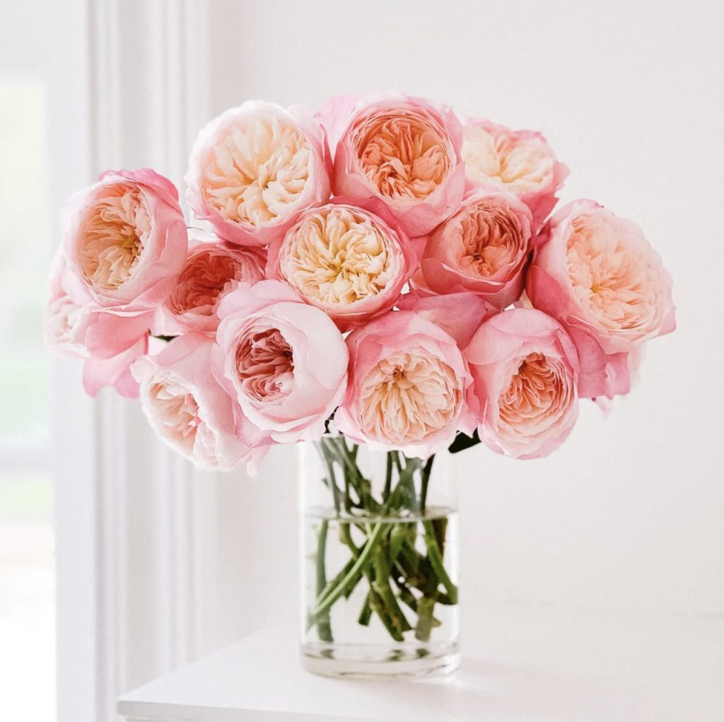 Spoil Yourself With Heirloom Roses - MY 100 YEAR OLD HOME