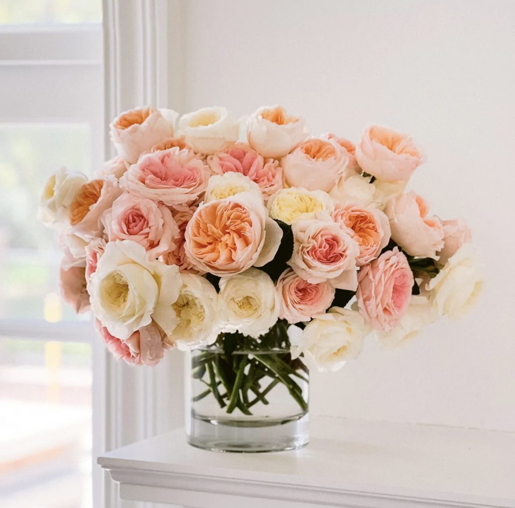 Spoil Yourself With Heirloom Roses - MY 100 YEAR OLD HOME