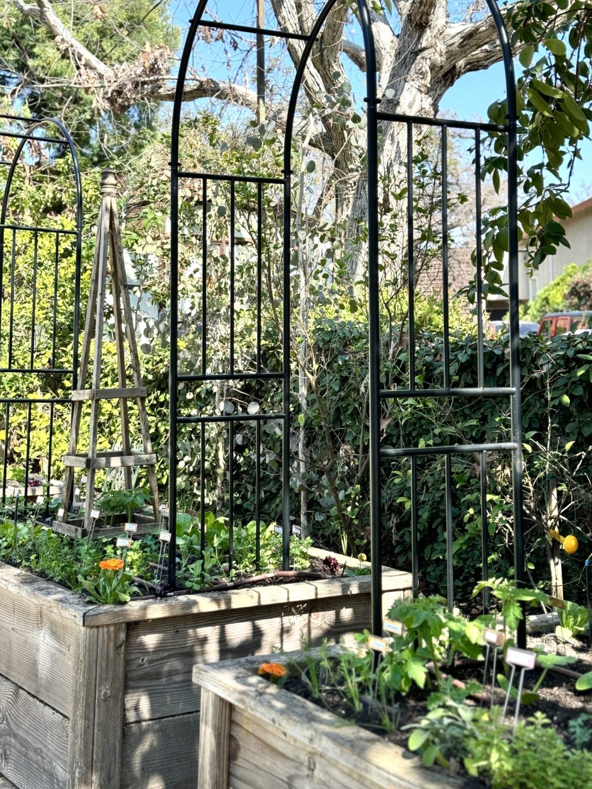 How to Plant a Kitchen Garden - MY 100 YEAR OLD HOME